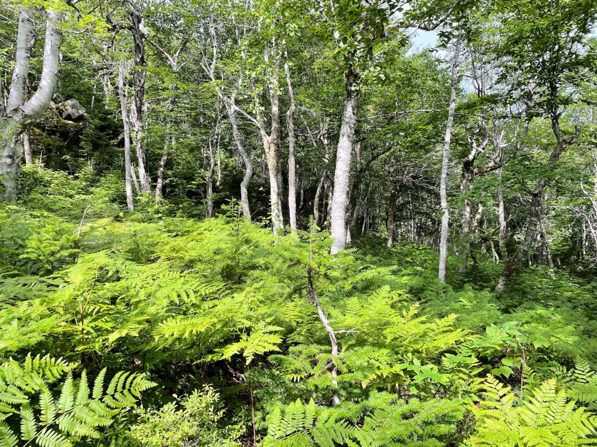 Cape Breton Highlands National Park – The Destinators